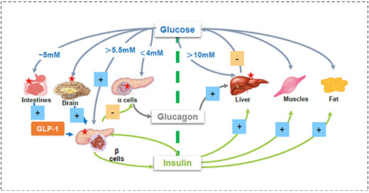 Dorzagliatin -Hua Medicine
